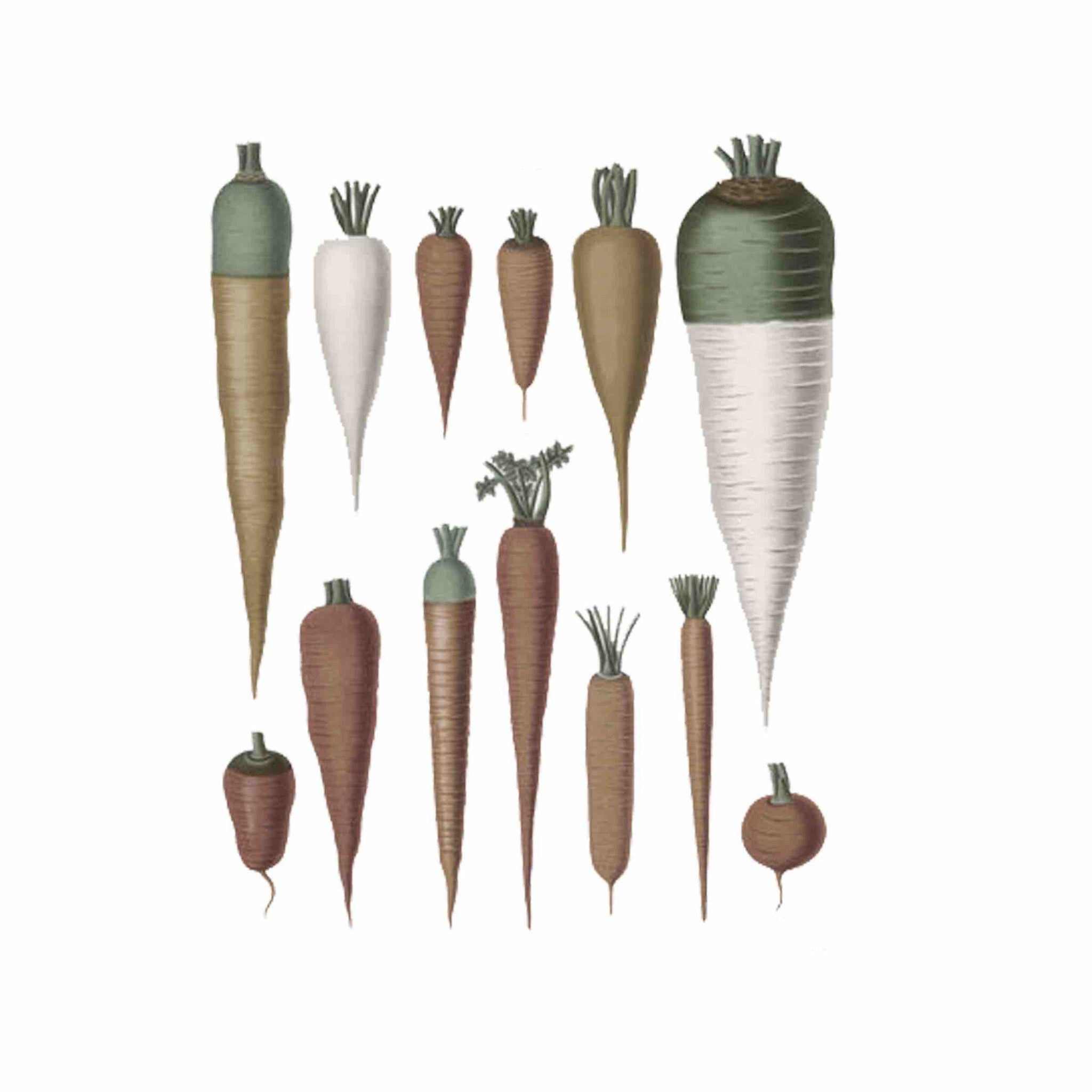 Carrot - Encyclopedia of Herbs - BIOS APOTHECARY – BIOS APOTHECARY