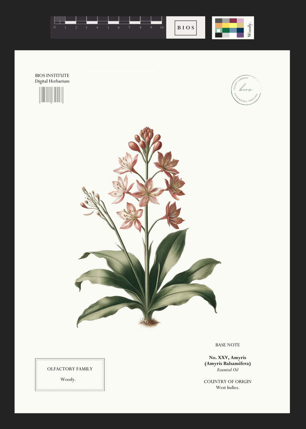 Amyris – BIOS APOTHECARY