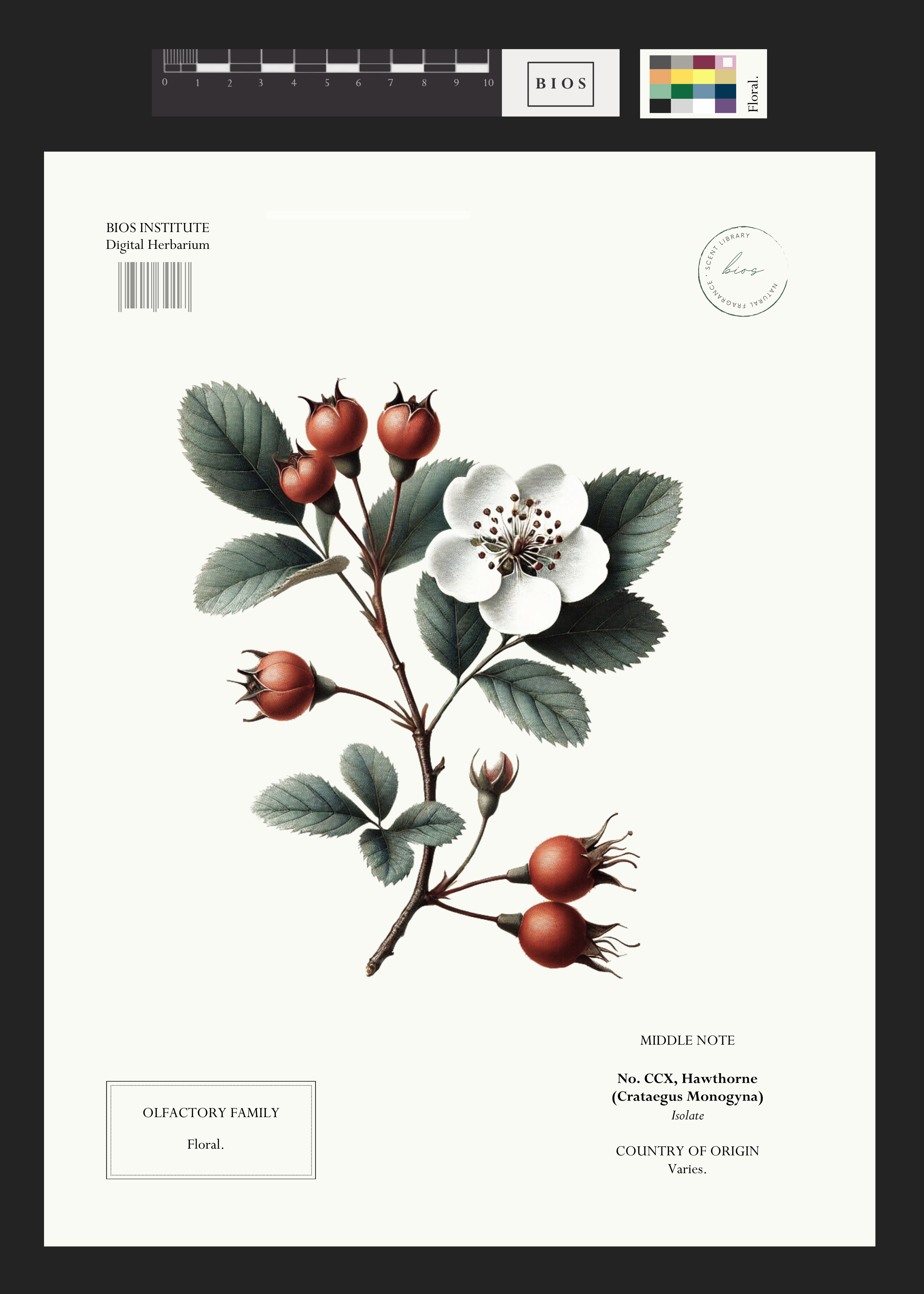 Hawthorne – BIOS APOTHECARY