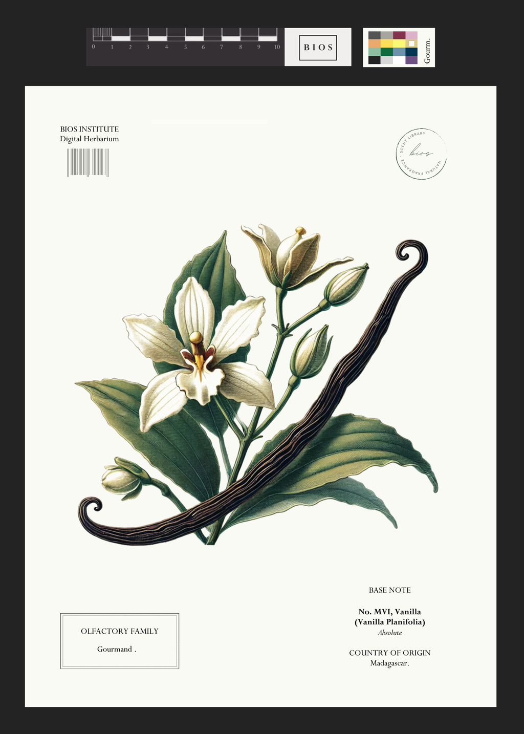 Vanilla – BIOS APOTHECARY