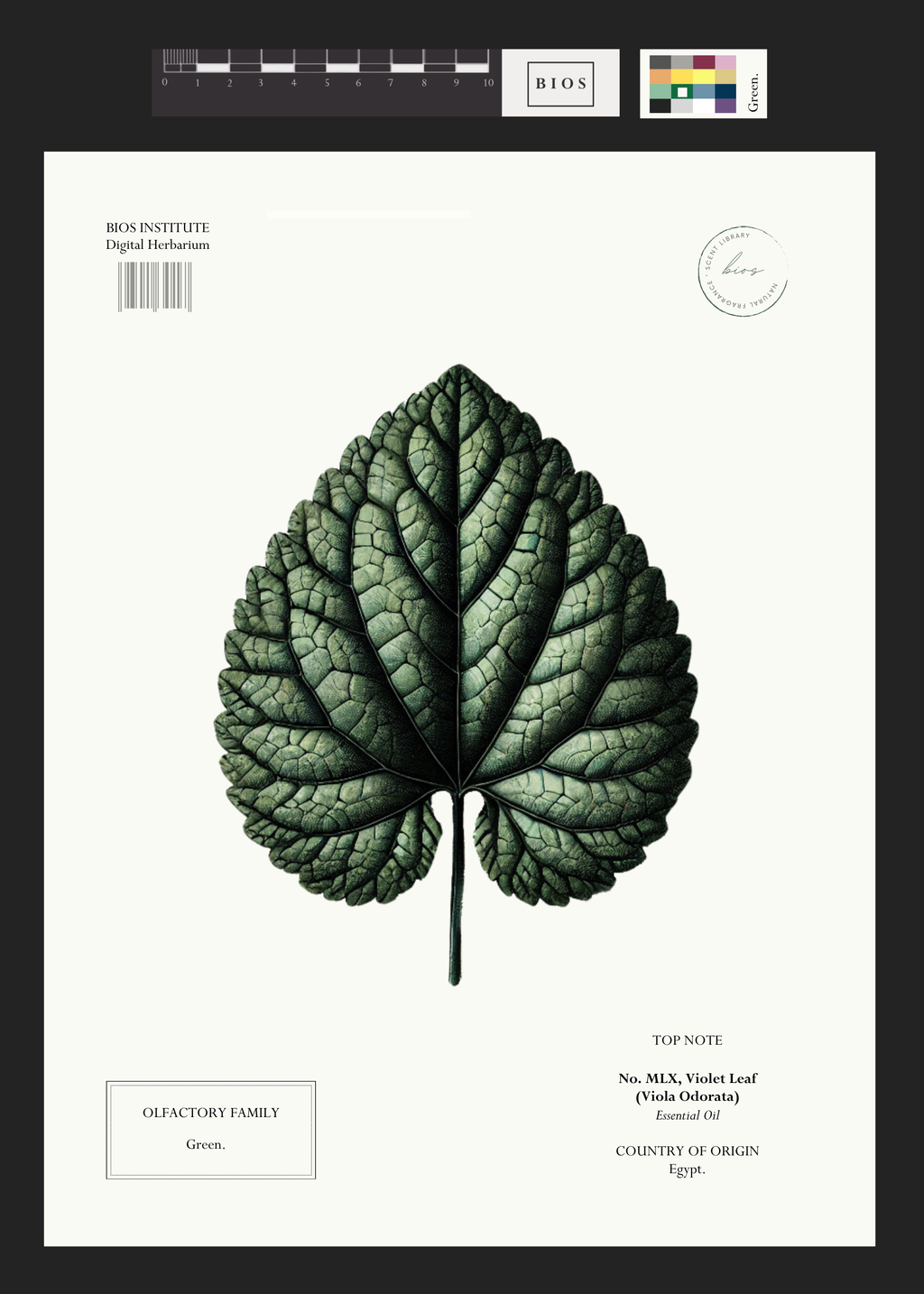 Violet Leaf – BIOS APOTHECARY