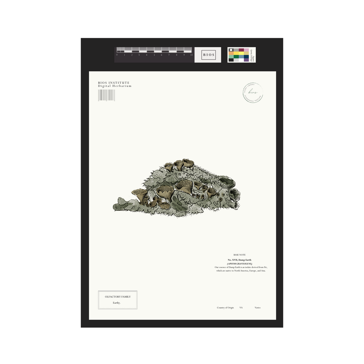 Damp Earth – BIOS APOTHECARY